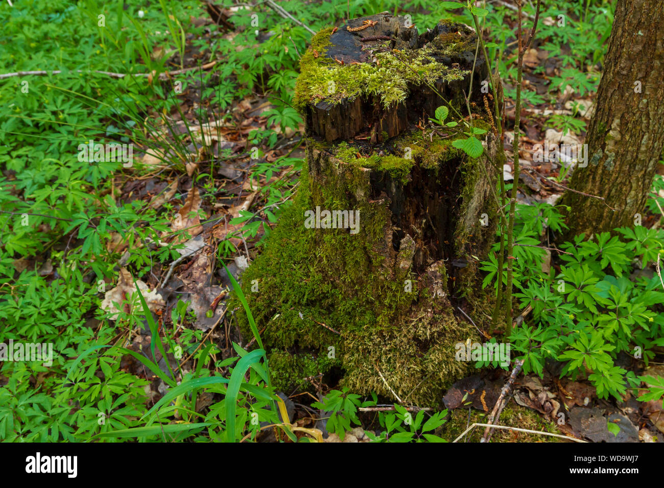 The basal remnant of a fallen tree in the forest in summer Stock Photo ...