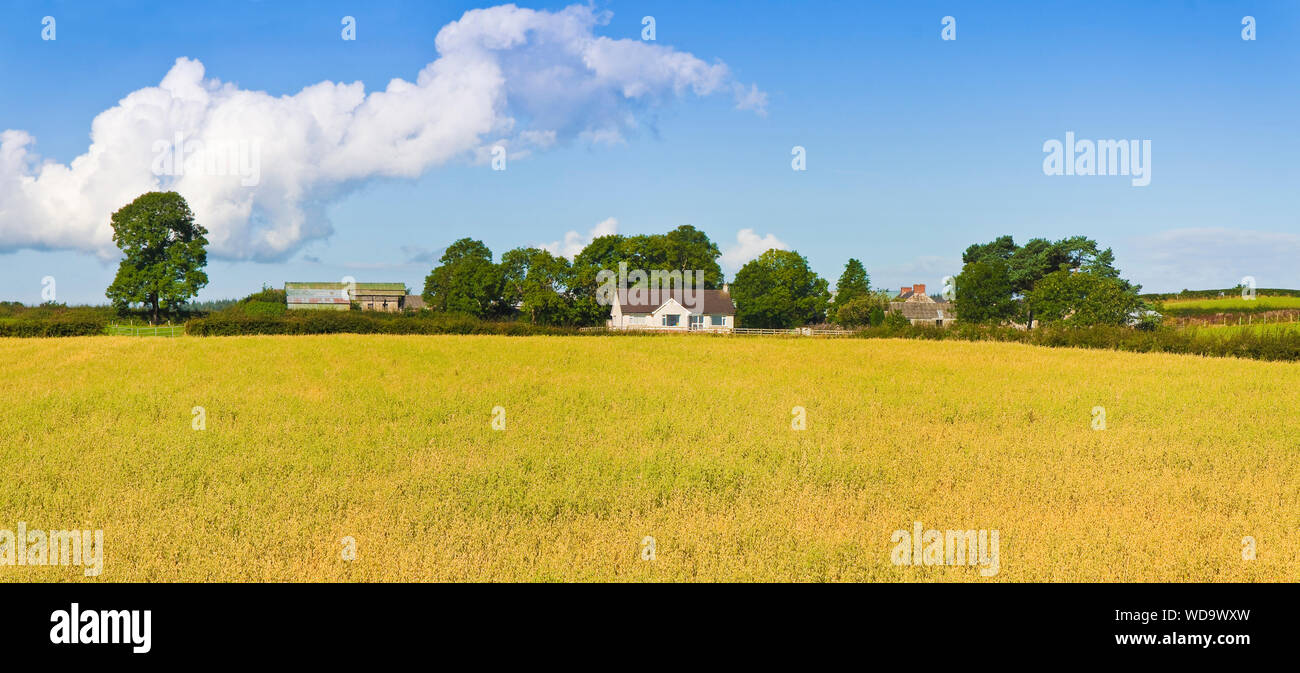 Flat Grassy Landscape