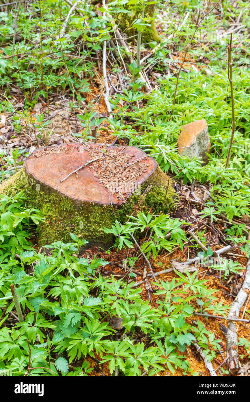 The low tree stump is in the forest in summer Stock Photo - Alamy