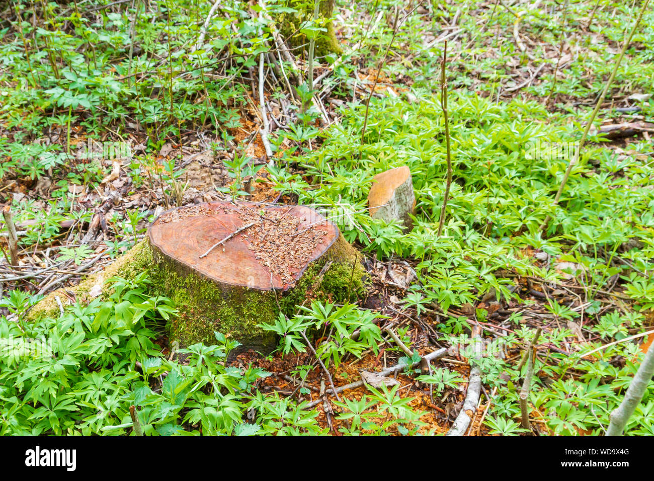 The low tree stump is in the forest in summer Stock Photo - Alamy