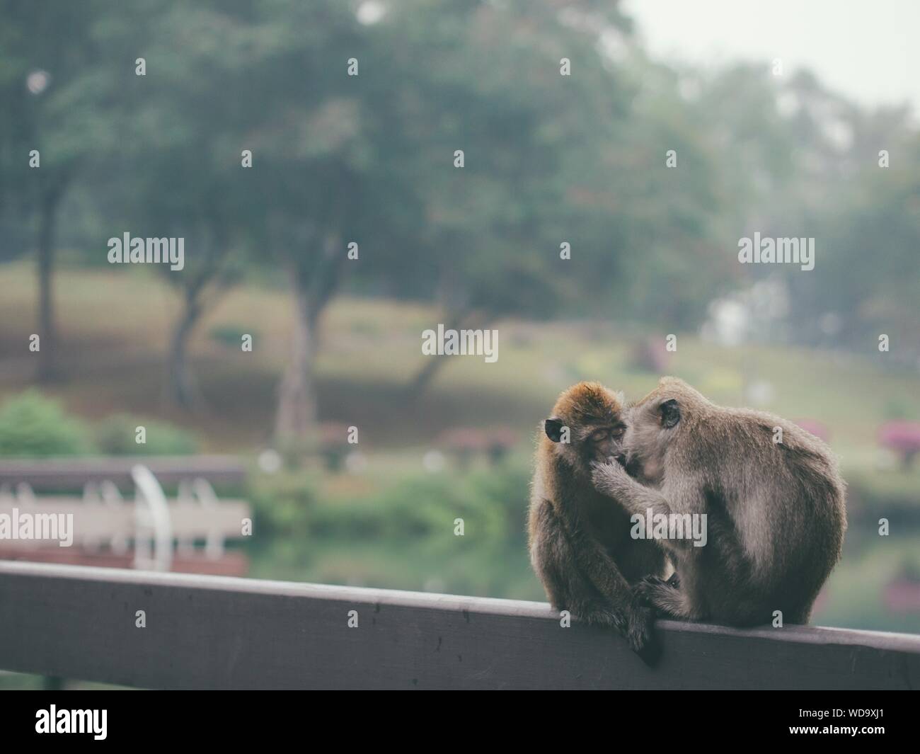 Monkeys Kissing High Resolution Stock Photography and Images - Alamy