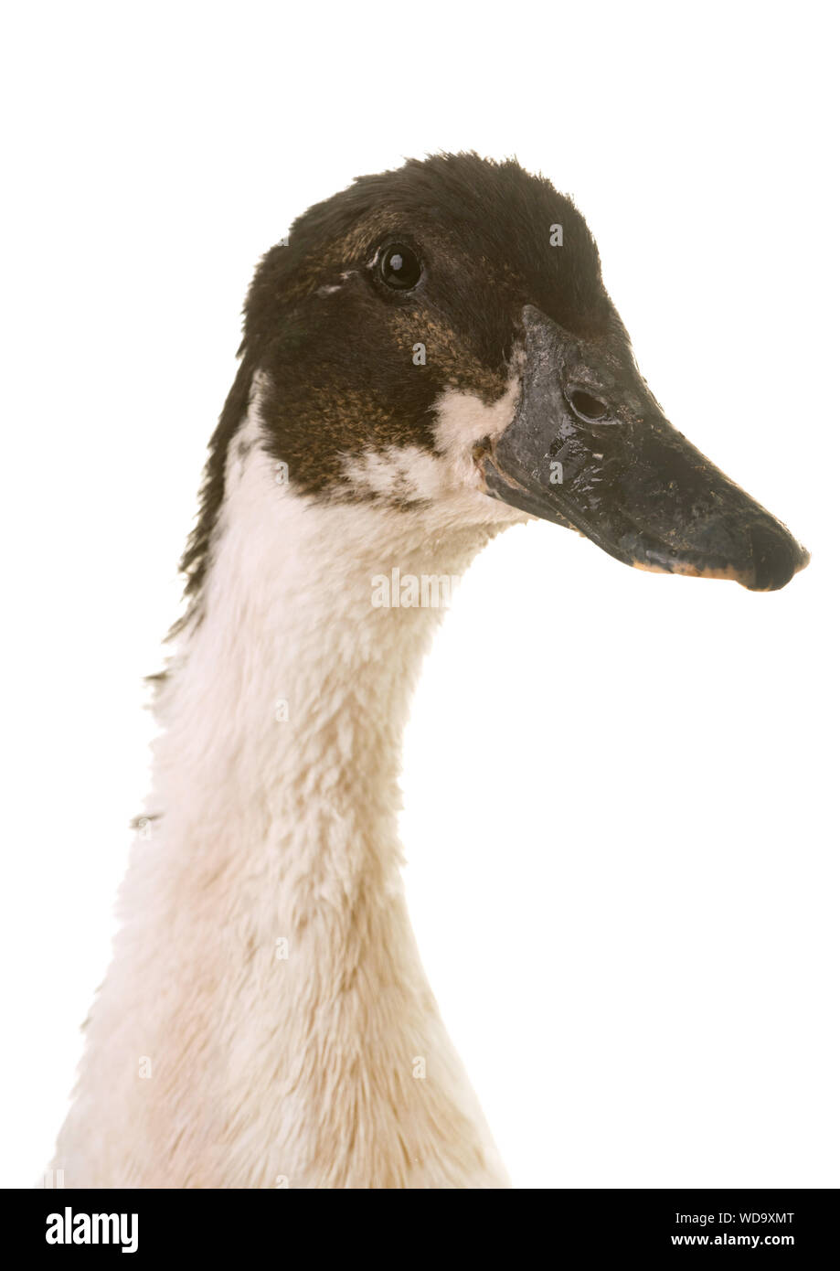 Duck background hi-res stock photography and images - Alamy