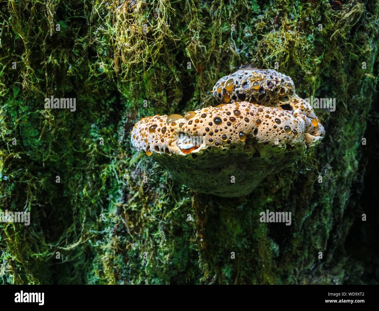 Rainforest fungus people hi-res stock photography and images - Alamy