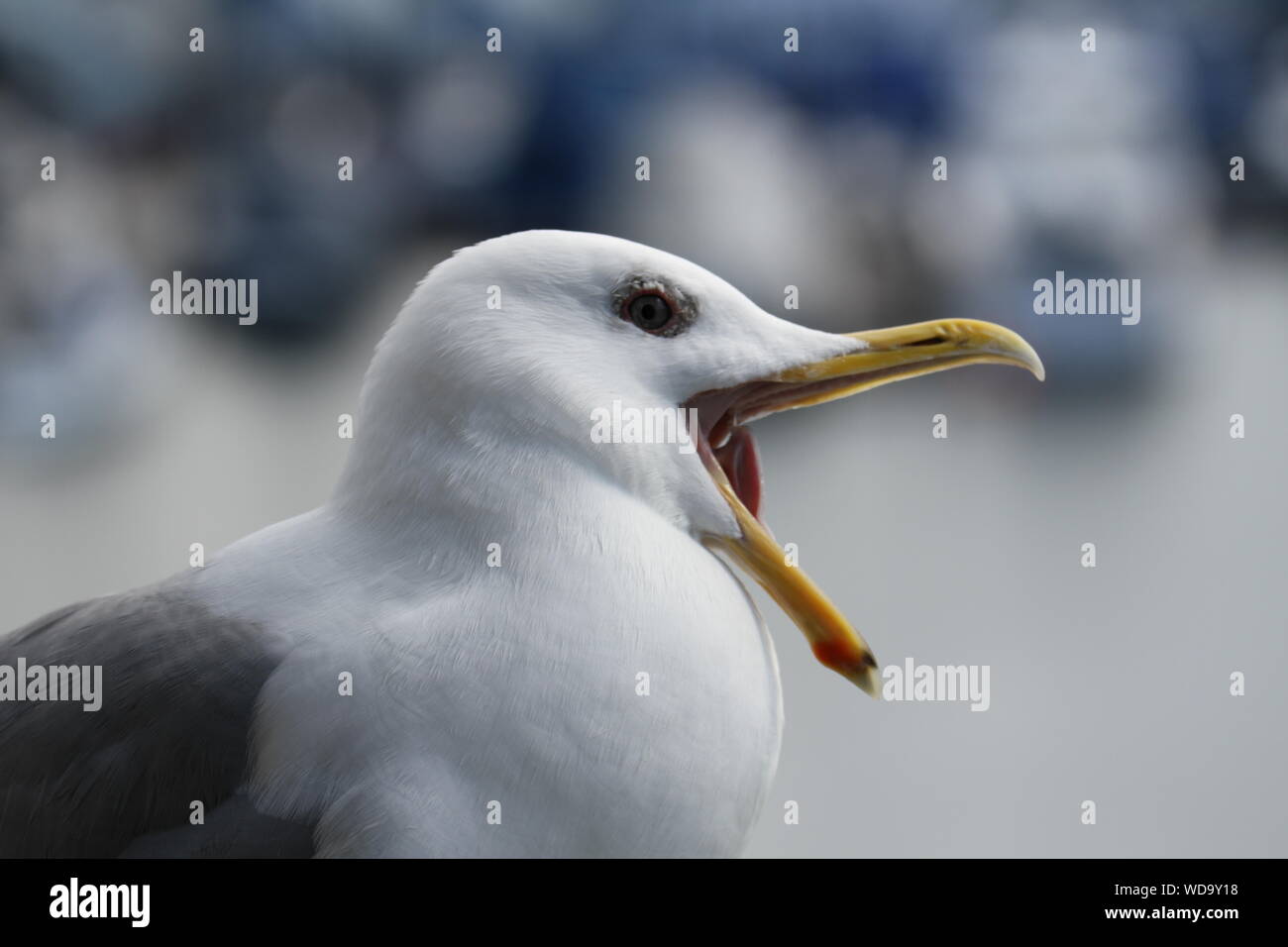 Seagull beak open hi-res stock photography and images - Alamy