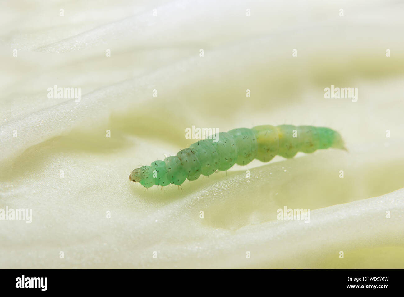 Green worm hi-res stock photography and images - Alamy