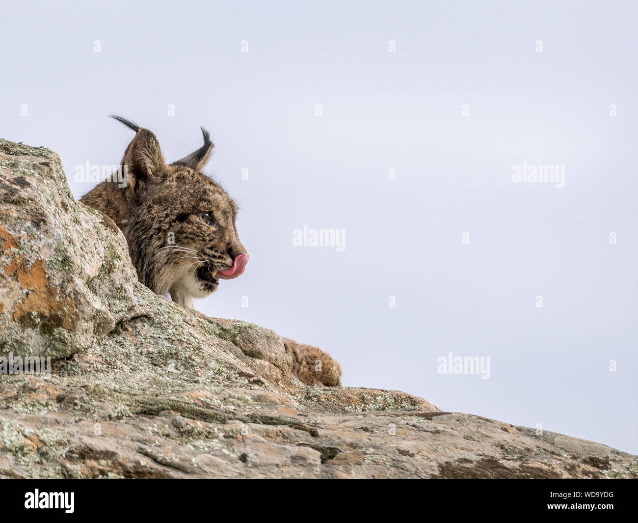 Lynx in donana national park hi-res stock photography and images - Alamy