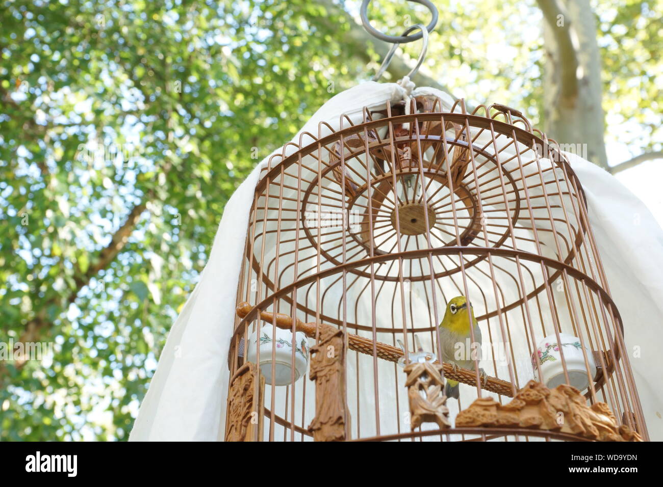 Cage hanging on tree hi-res stock photography and images - Alamy