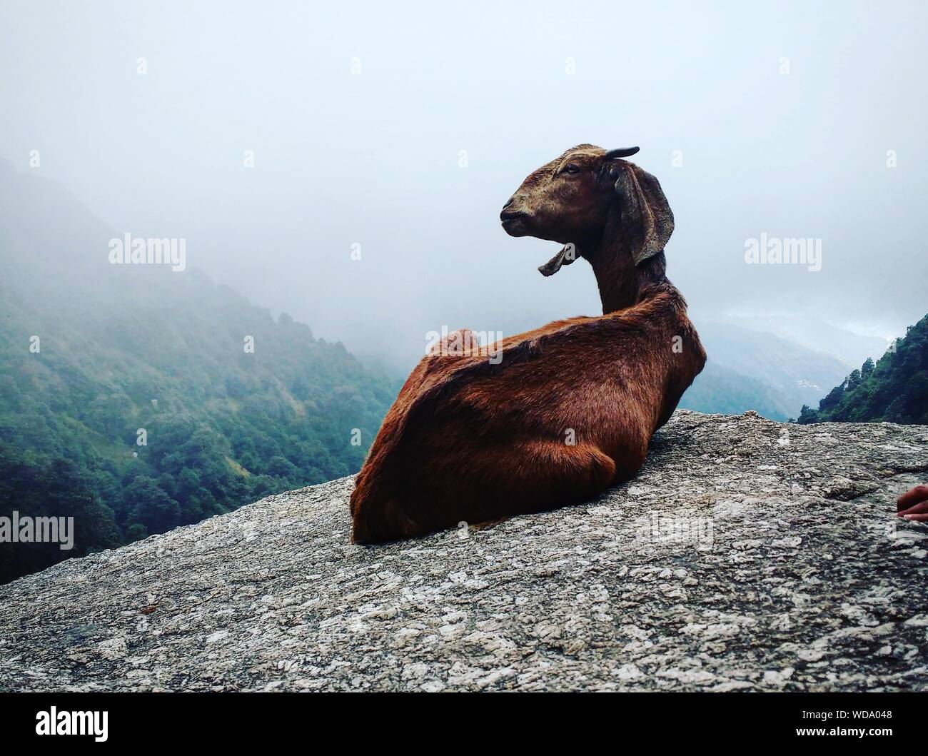 Weather goat hi-res stock photography and images - Alamy