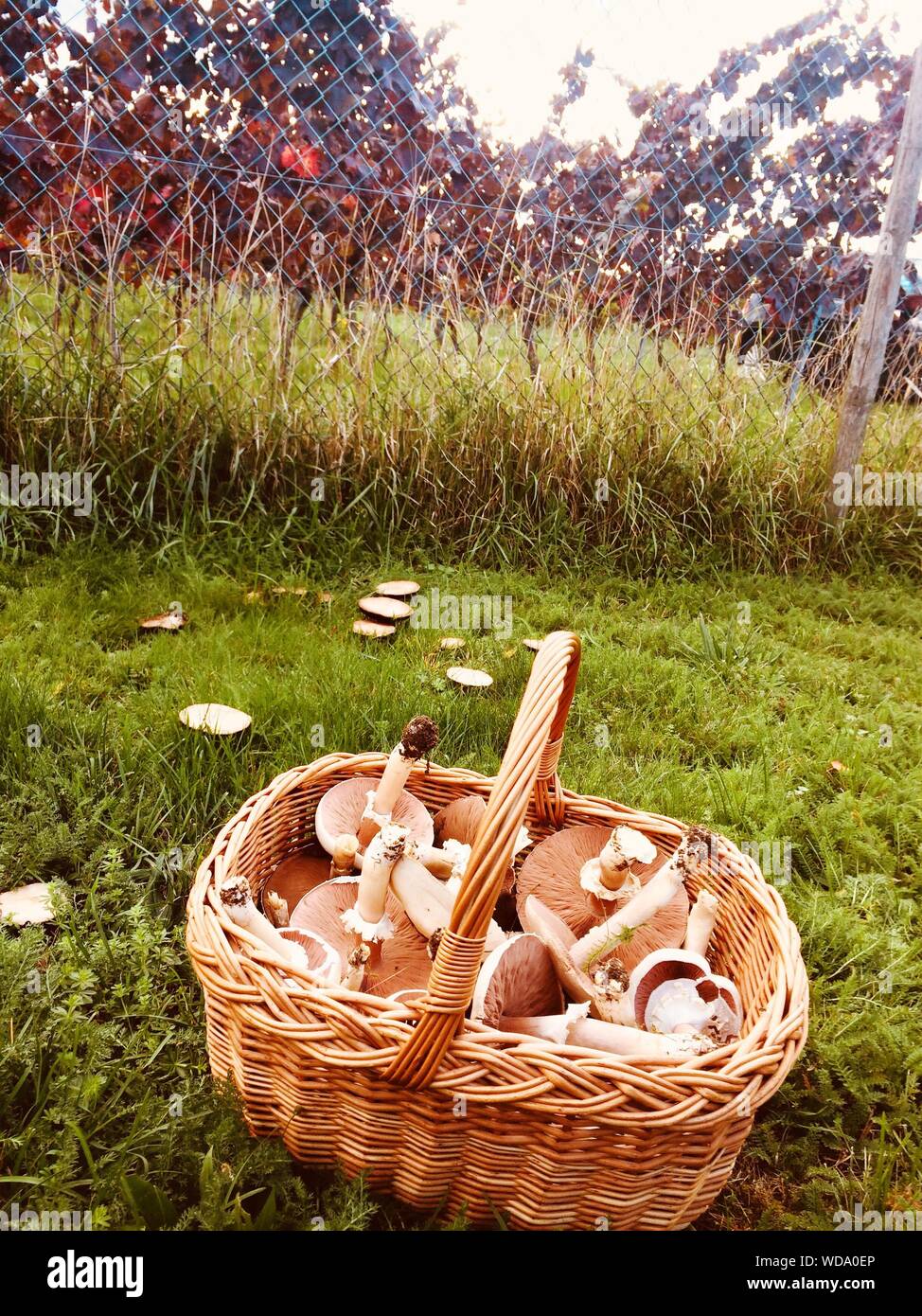 Growing mushrooms container hi-res stock photography and images - Alamy