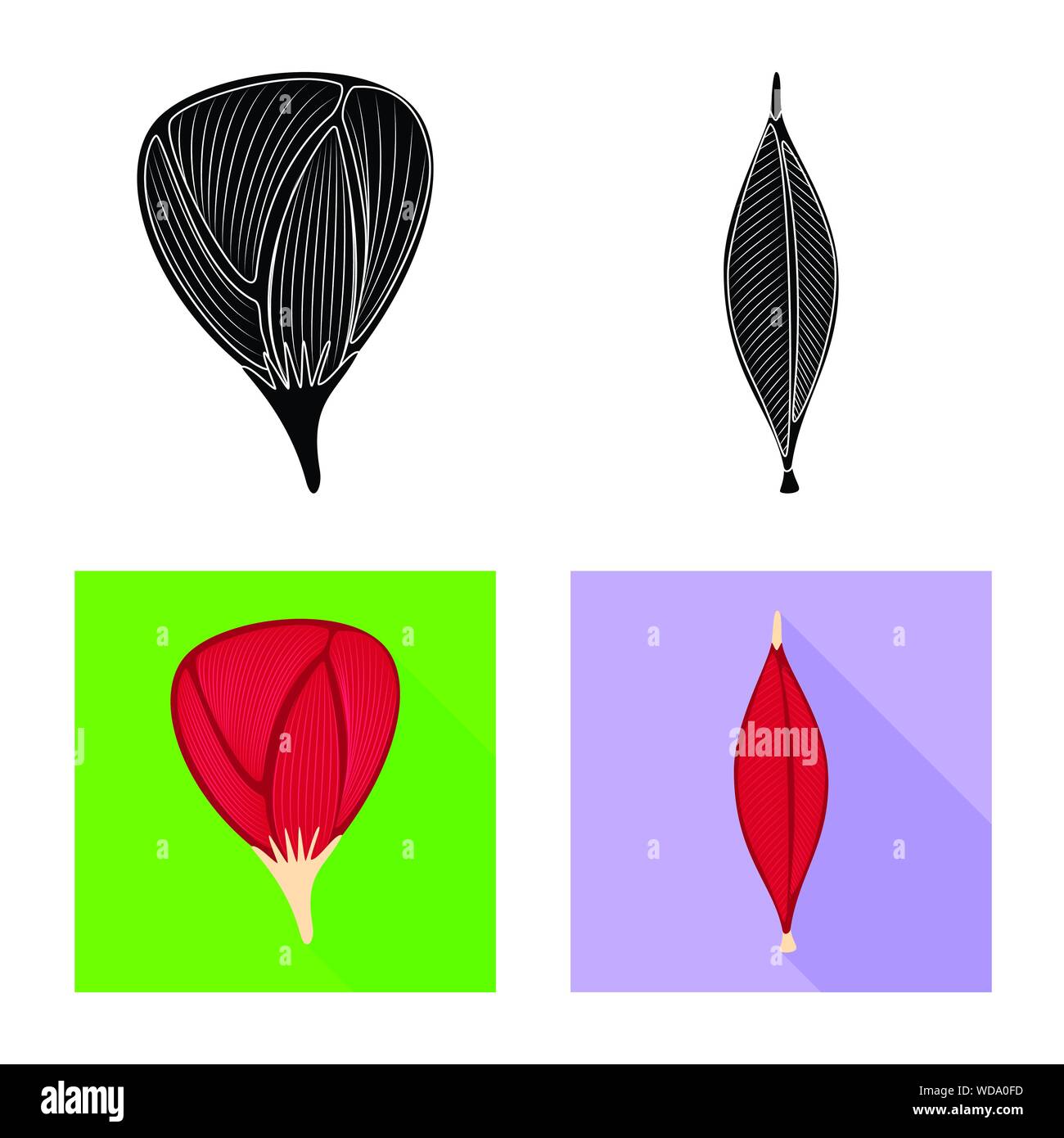 Vector design of fiber and muscular icon. Set of fiber and body stock ...