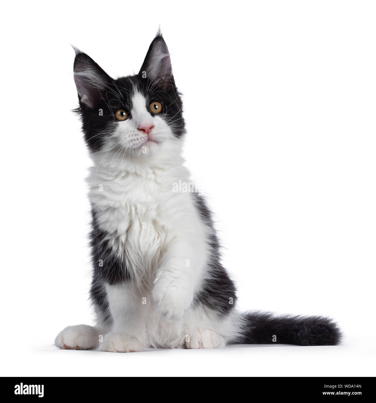 Cute black and white solid bicolor masked Maine Coon cat kitten ...