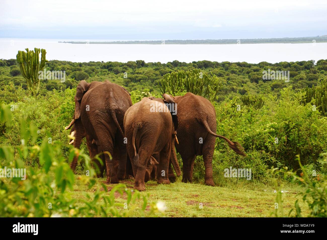 African animal landscape hi-res stock photography and images - Alamy