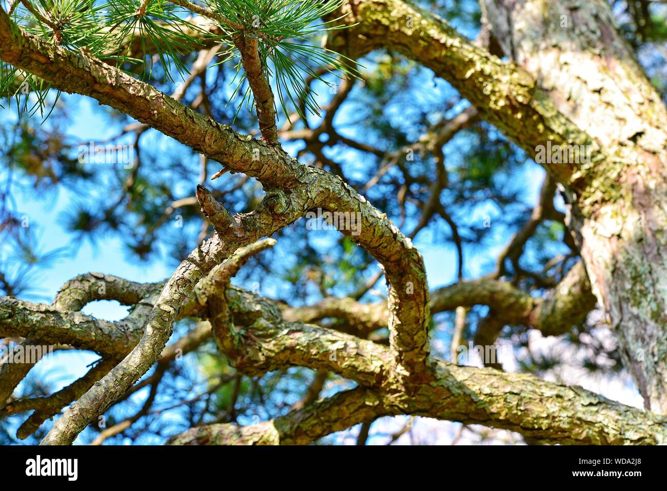 Branches of pine tree hi-res stock photography and images - Alamy