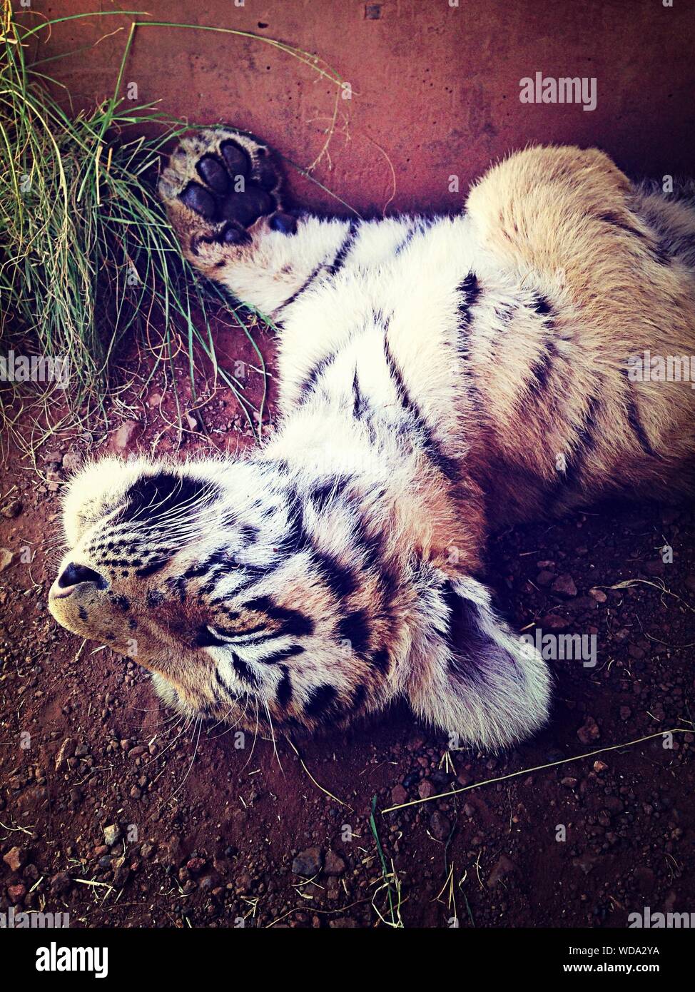 Tiger lying on grass hi-res stock photography and images - Alamy