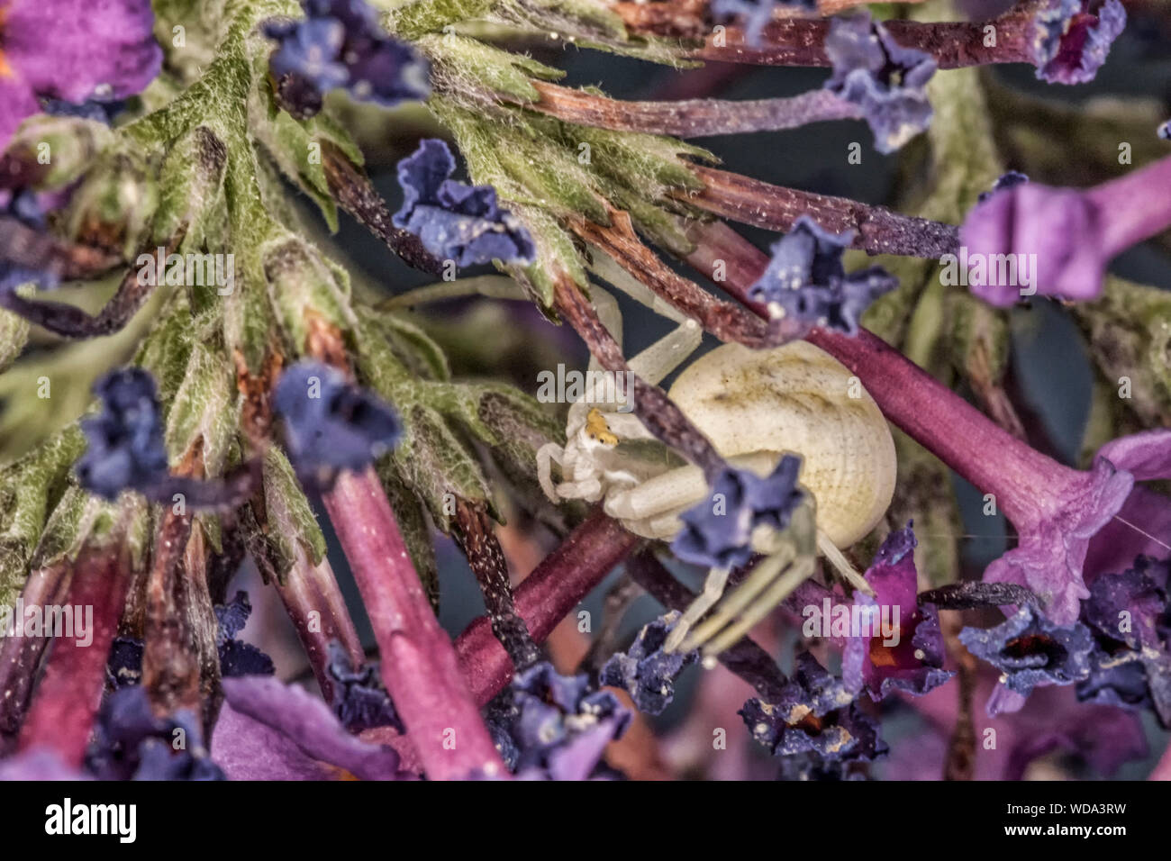 Spider flowers hi-res stock photography and images - Alamy