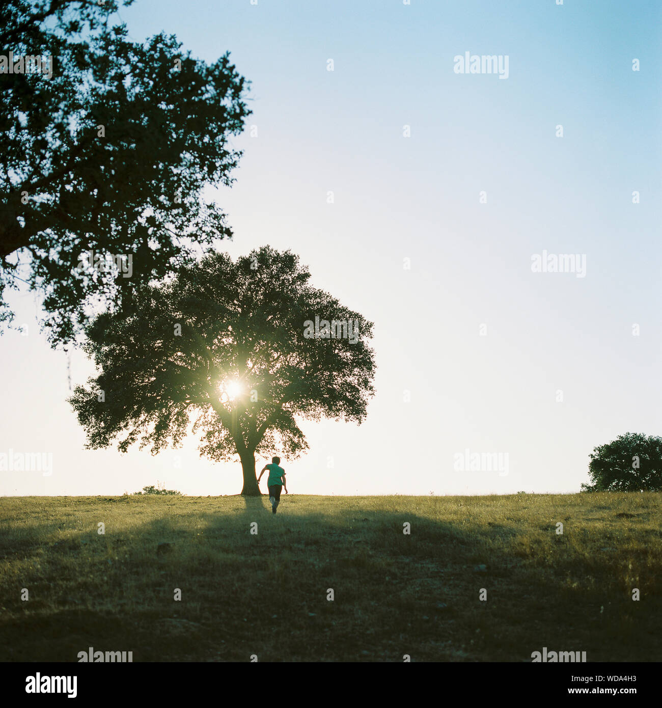 Boy tree silhouette hi-res stock photography and images - Alamy