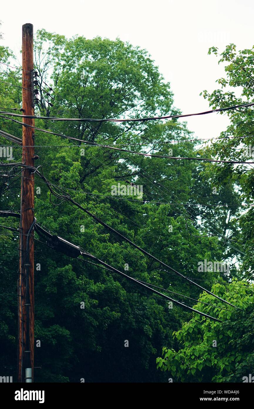Pole forest hi-res stock photography and images - Alamy