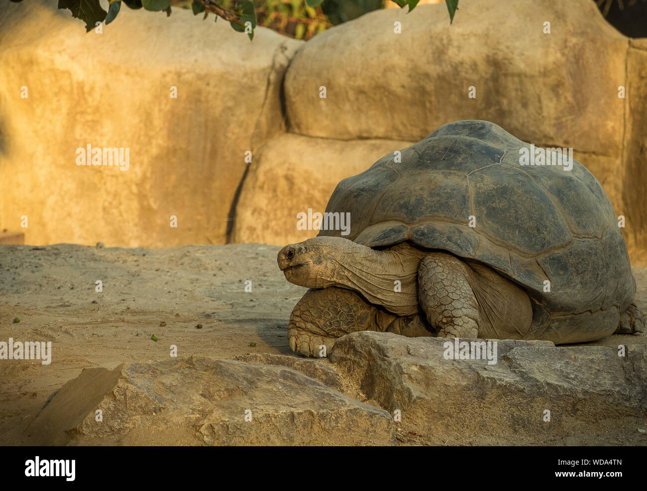 Tortoise Formation High Resolution Stock Photography and Images - Alamy