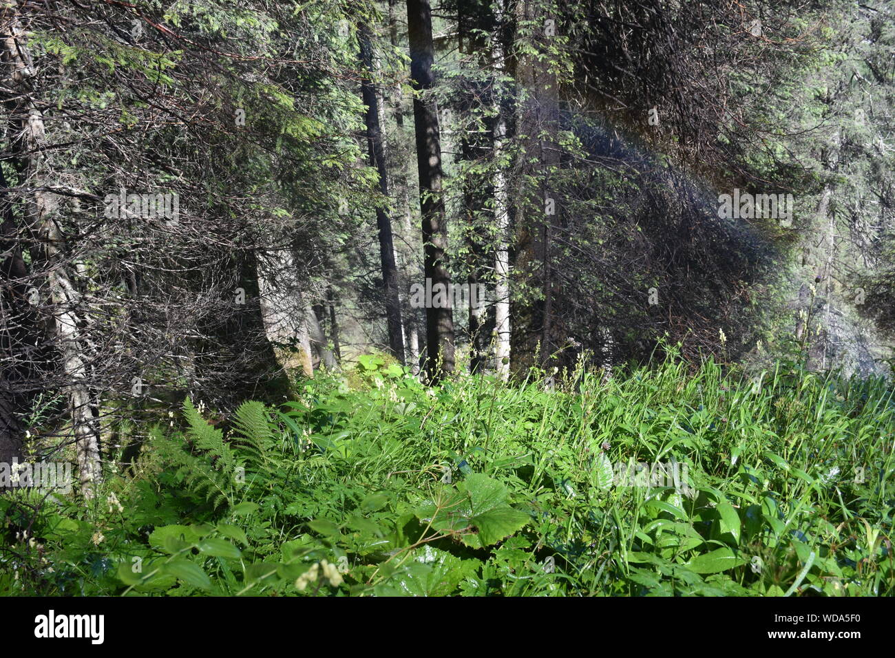 Farn, Farne, Wald, Waldboden, feucht, nass, Sonne, Licht, Schatten ...