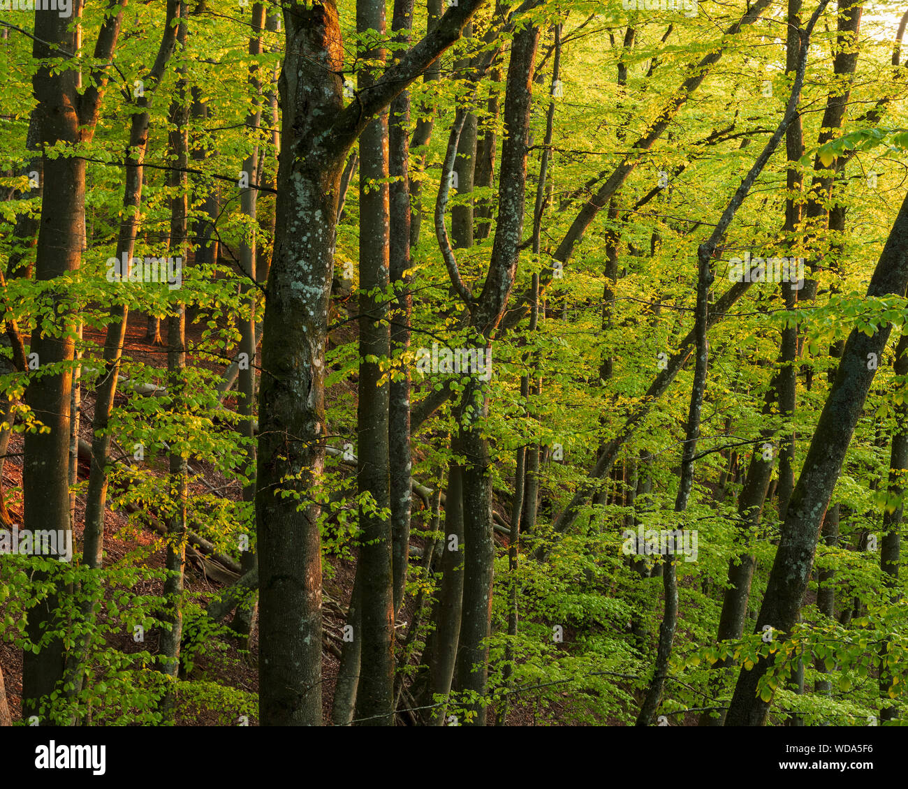Soderasen sweden hi-res stock photography and images - Alamy