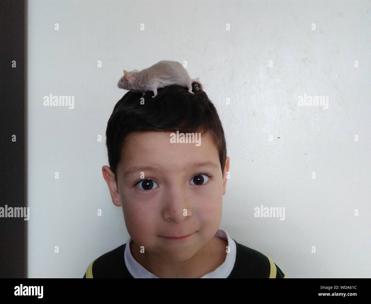 Cute white mouse hi-res stock photography and images - Alamy