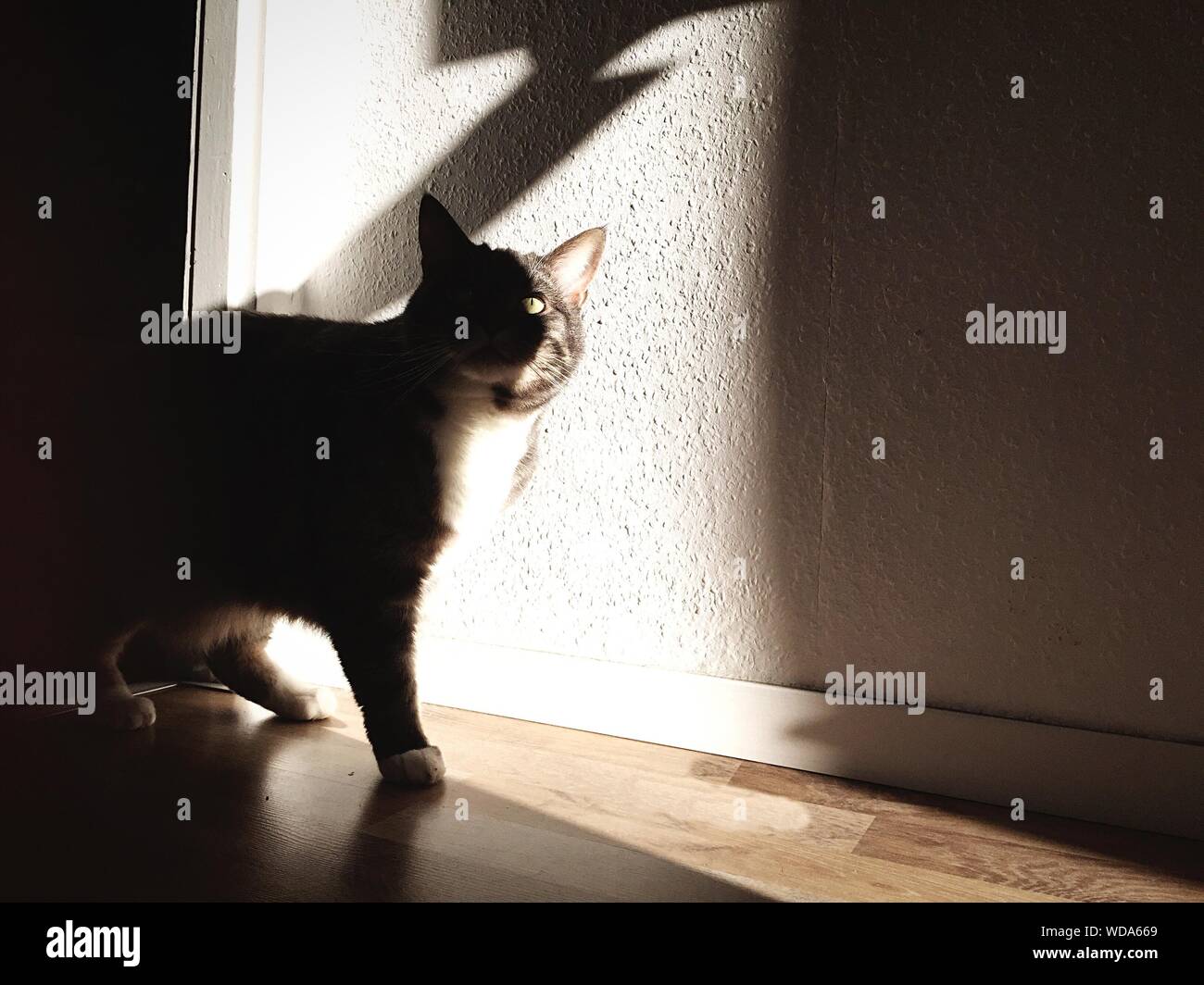Cat And Its Shadow High Resolution Stock Photography and Images - Alamy