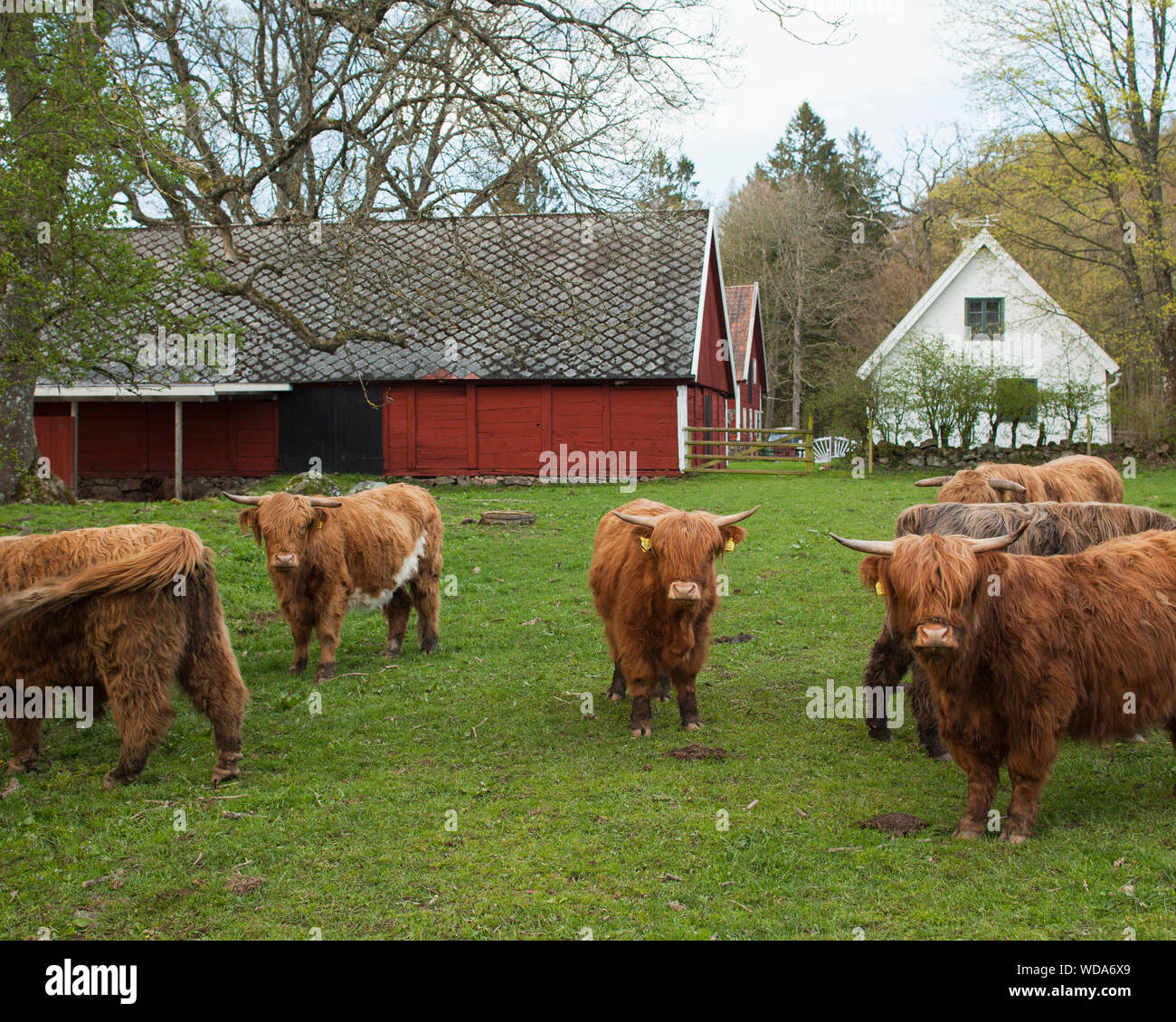 Building farm cows hi-res stock photography and images - Alamy