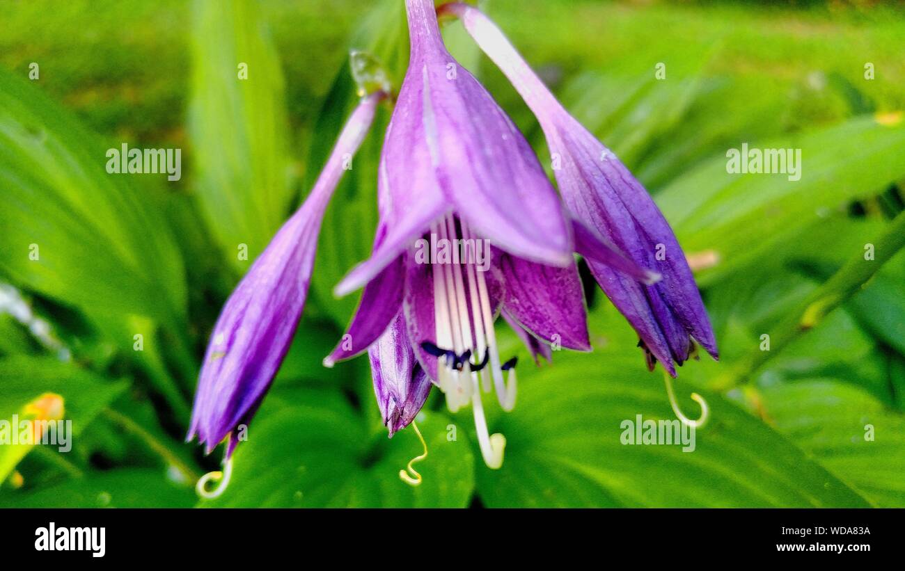 Purple hosta hi-res stock photography and images - Alamy