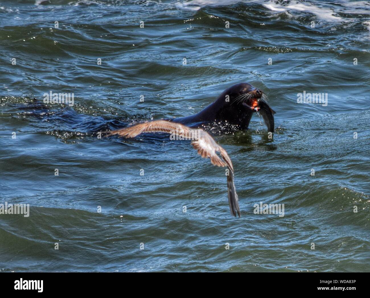 Seal eating fish hi-res stock photography and images - Alamy