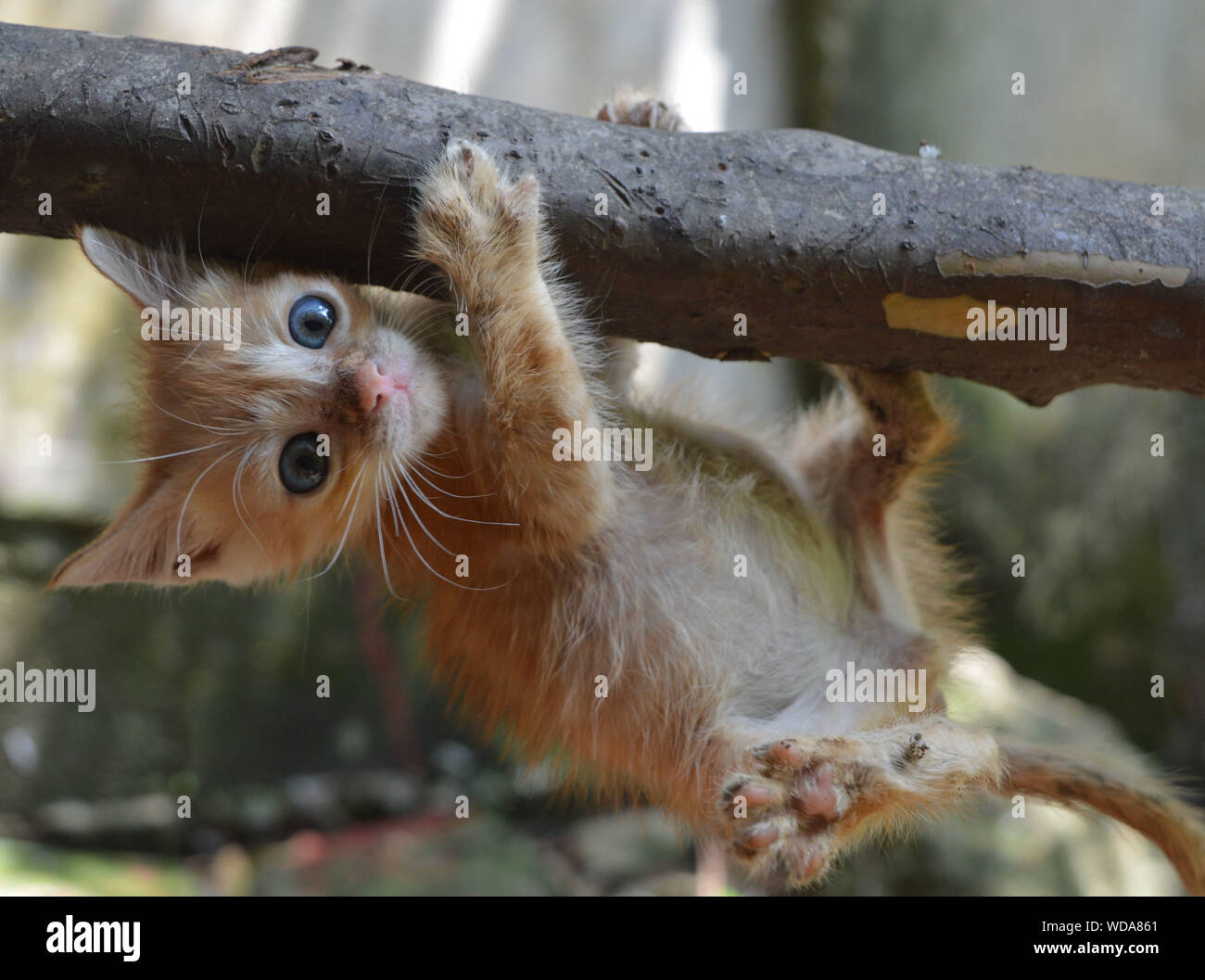 Cat hanging on tree hi-res stock photography and images - Alamy