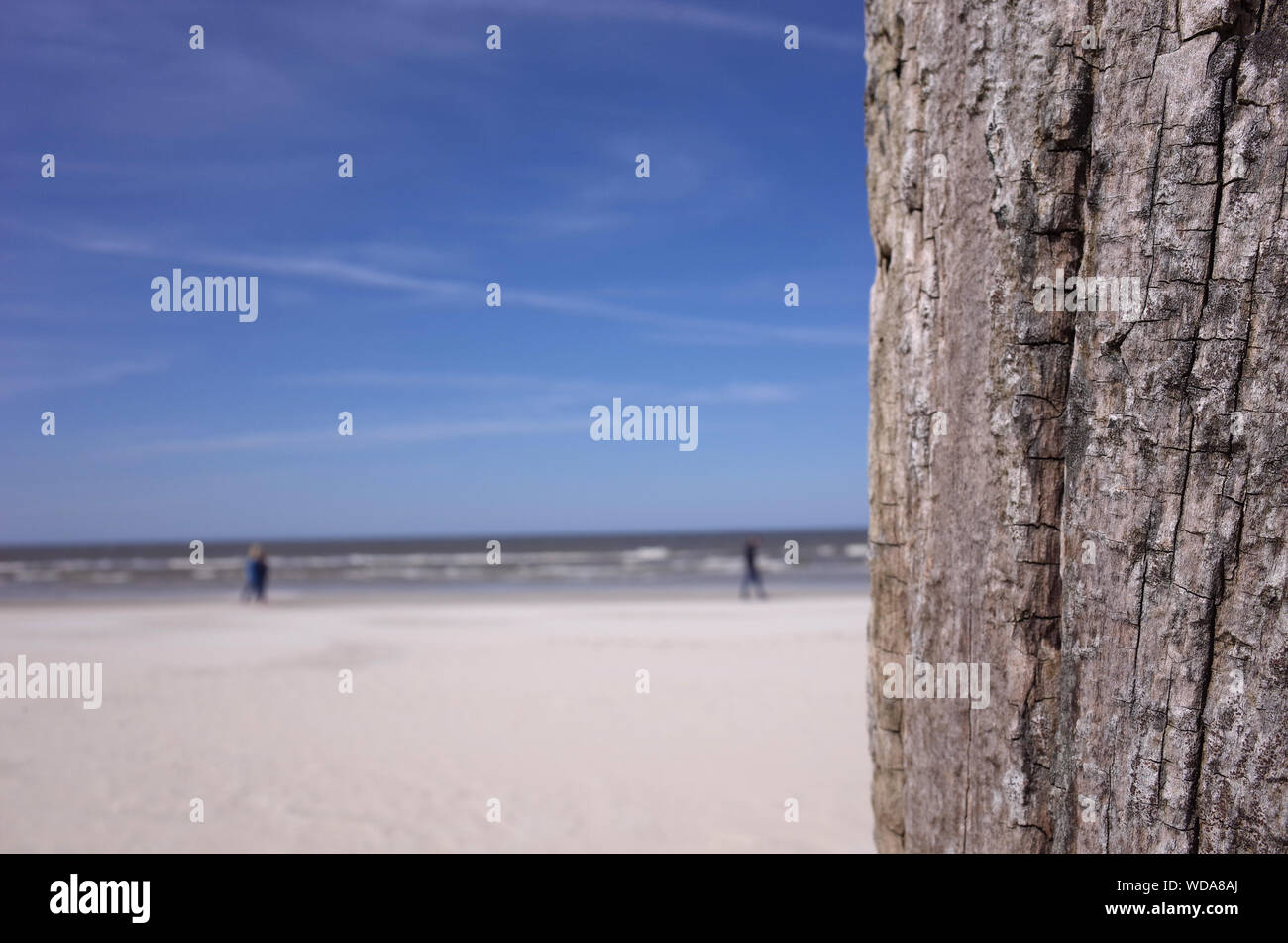 Blue tree trunk hi-res stock photography and images - Alamy