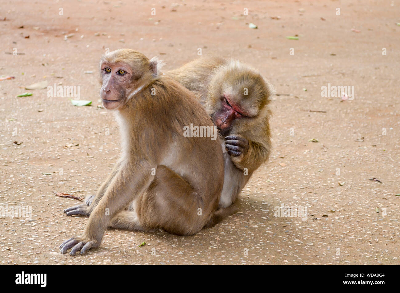 Monkeys grooming hi-res stock photography and images - Alamy