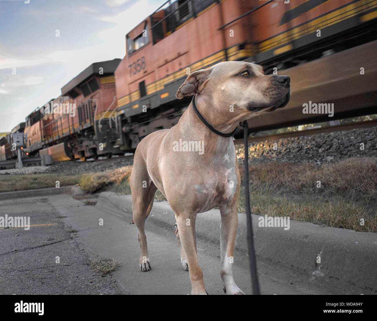 Dog train transport hi-res stock photography and images - Alamy