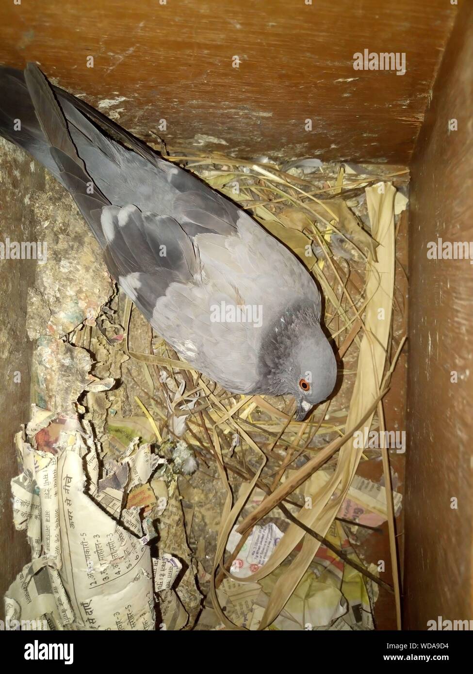 Messy nest hi-res stock photography and images - Alamy