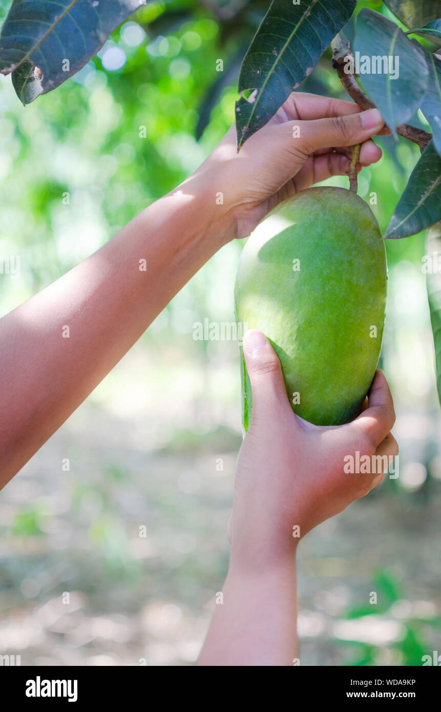 Plucking fruit hi-res stock photography and images - Alamy