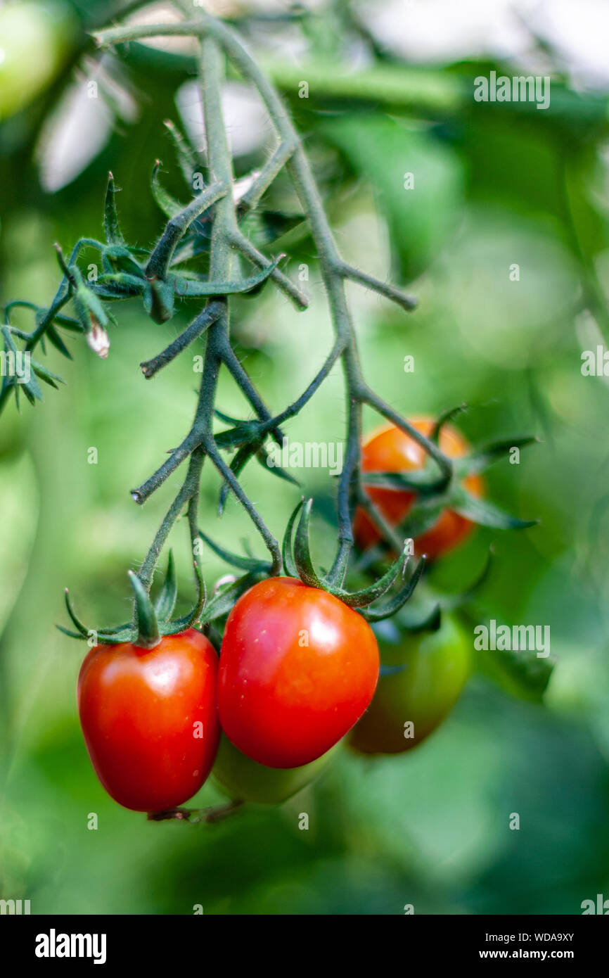Ripe cherry tomatoes growing in an organic greenhouse garden, wonderful sunny day in the ...