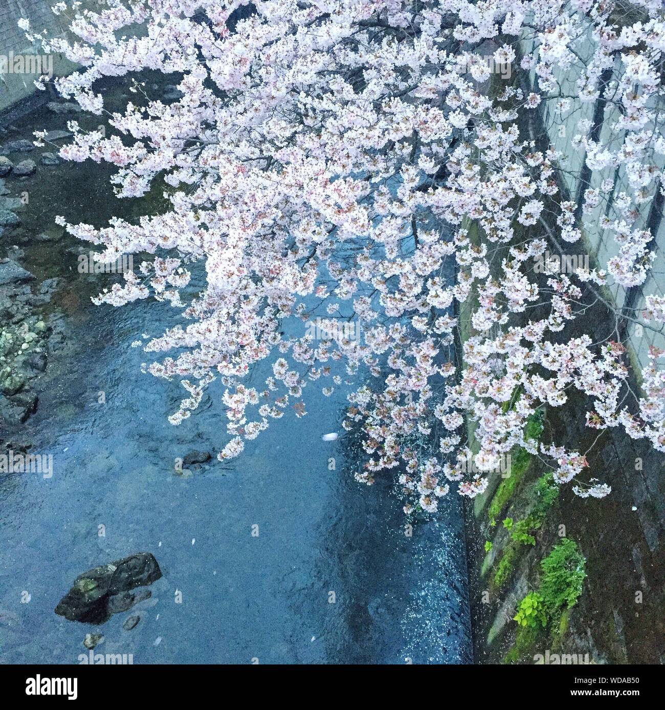 Cherry Blossom Over Water High Resolution Stock Photography and Images ...