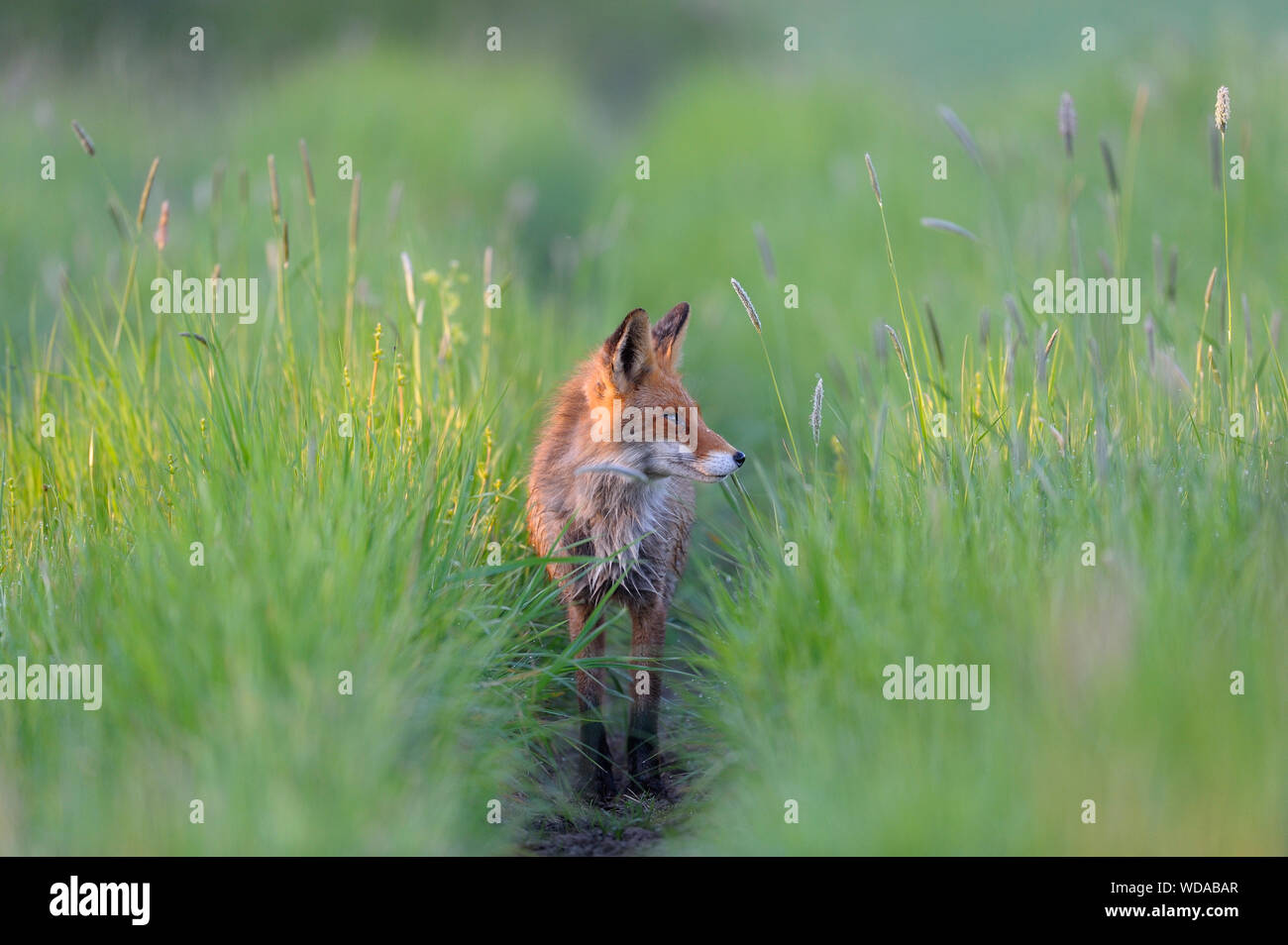 Afternoon fox hi-res stock photography and images - Alamy