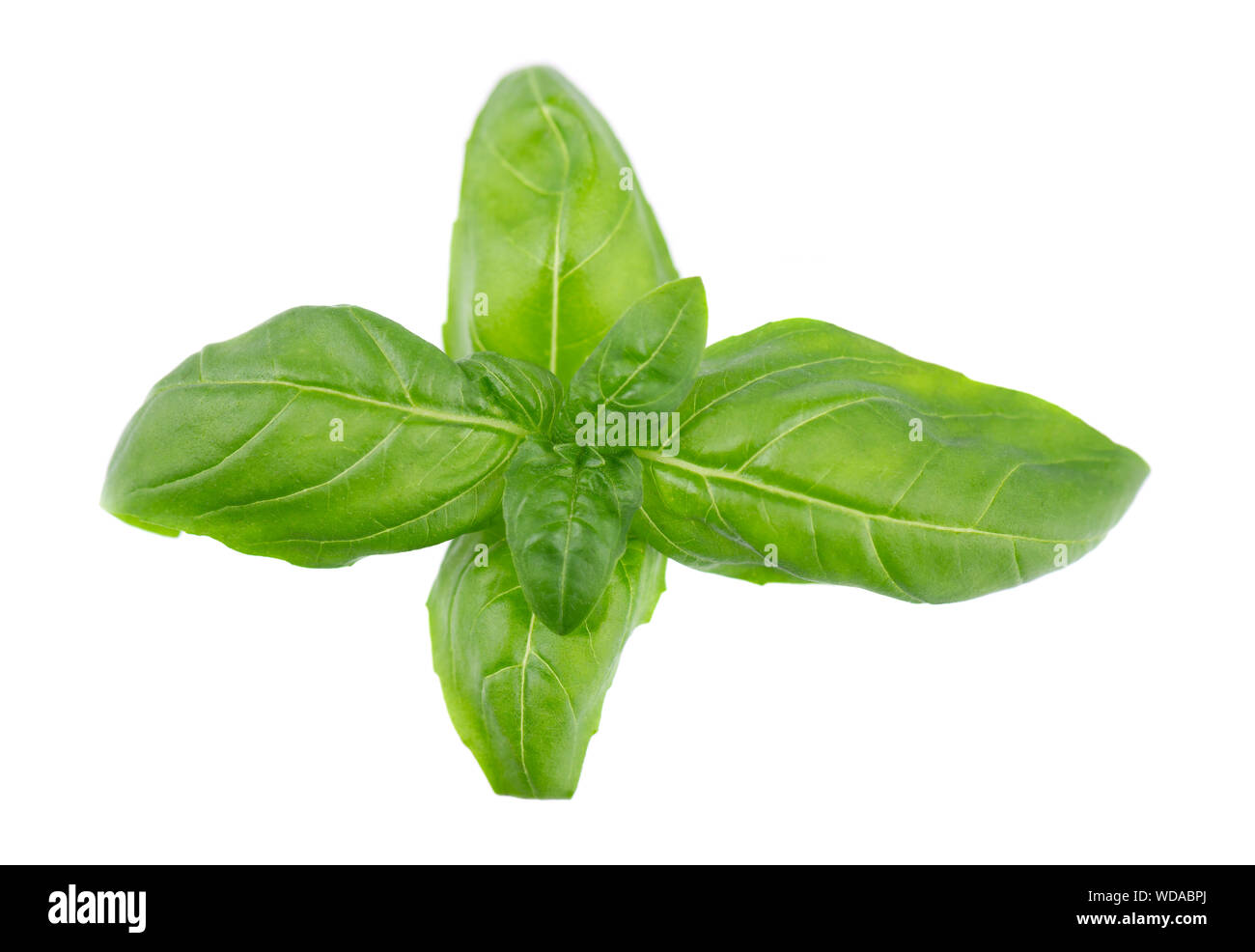 Basil leaf isolated on white background, close up. Fresh basil herb ...
