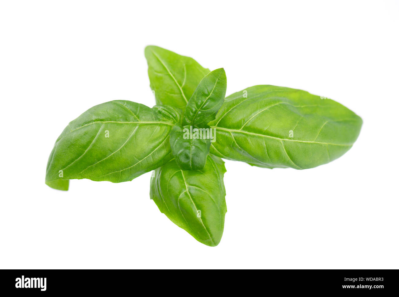 Basil leaf isolated on white background, close up. Fresh basil herb ...