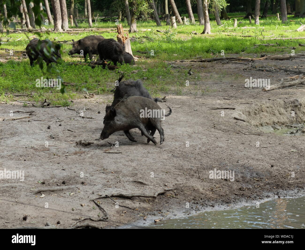 Pig running hi-res stock photography and images - Alamy