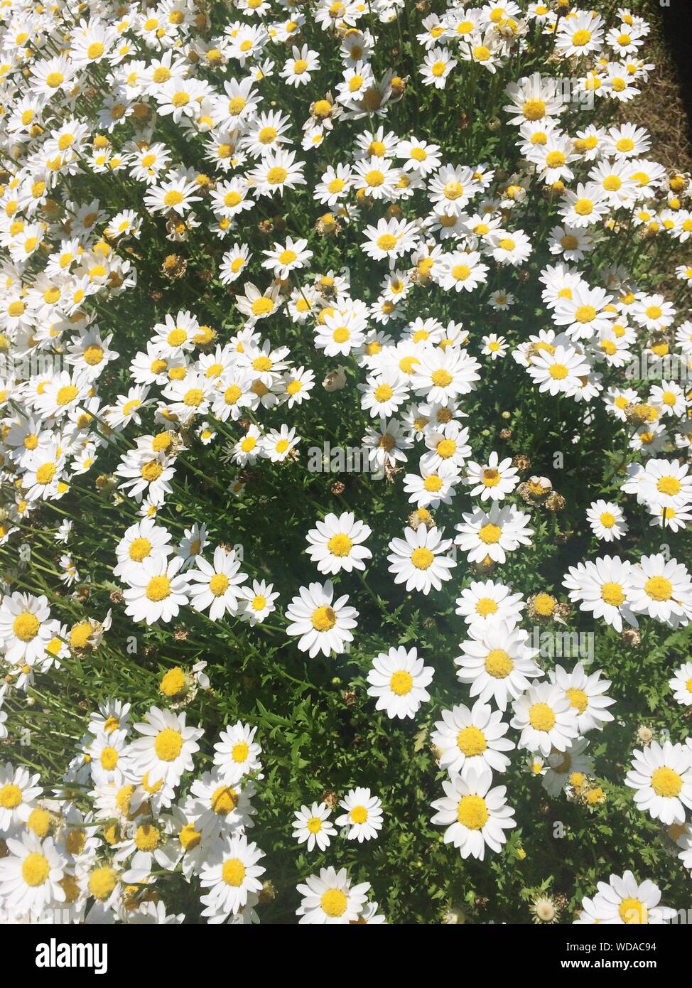 Full of daisy hi-res stock photography and images - Alamy