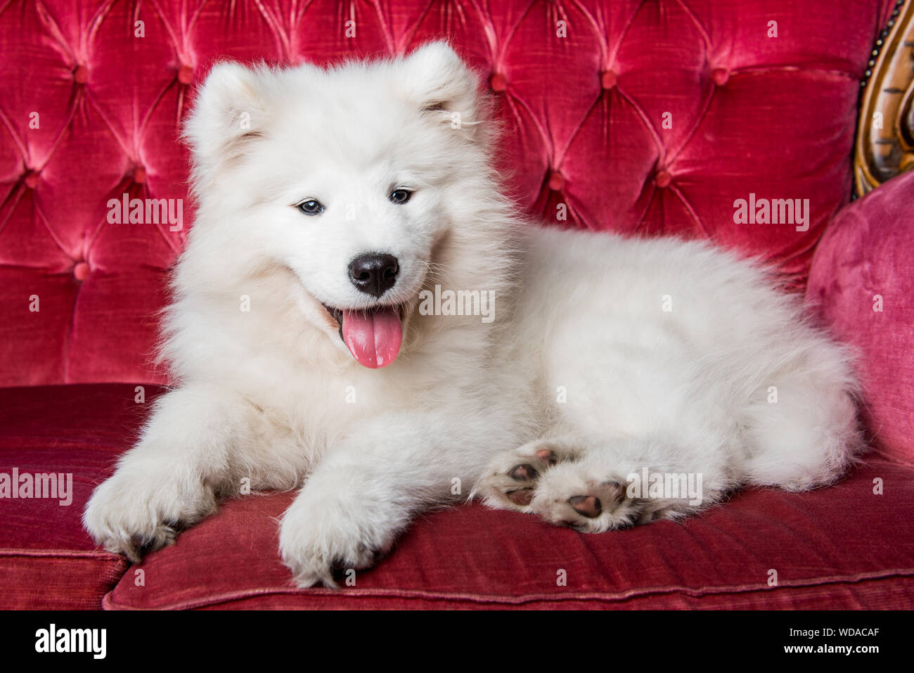 Samoyed dog puppy on the red luxury couch Stock Photo - Alamy