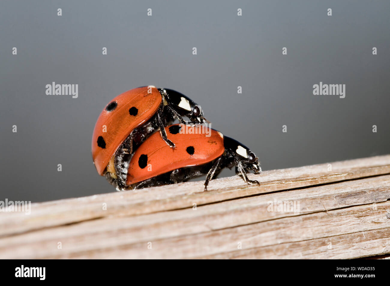 Mating ladybug hi-res stock photography and images - Alamy
