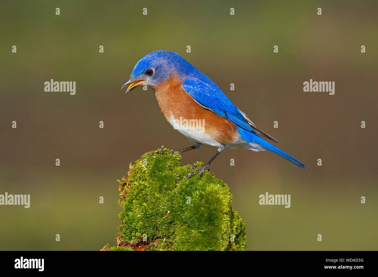 Male eastern bluebird hi-res stock photography and images - Alamy