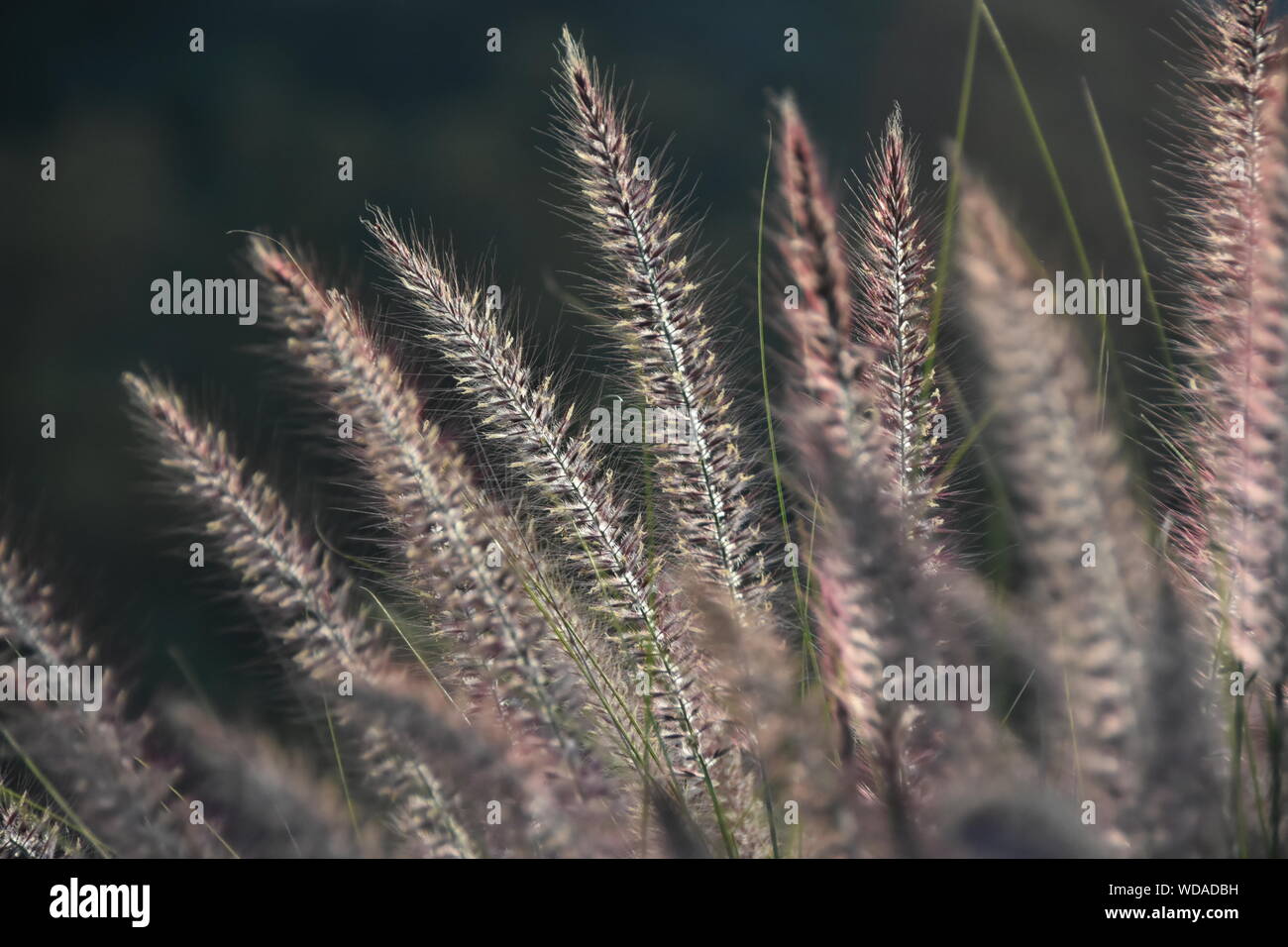 Wispy Evergreen Plant