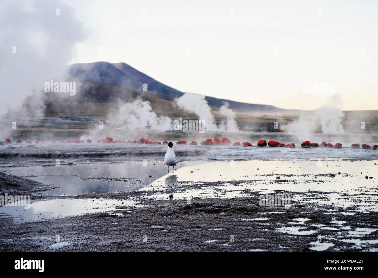 Wildlife and geyser hi-res stock photography and images - Alamy