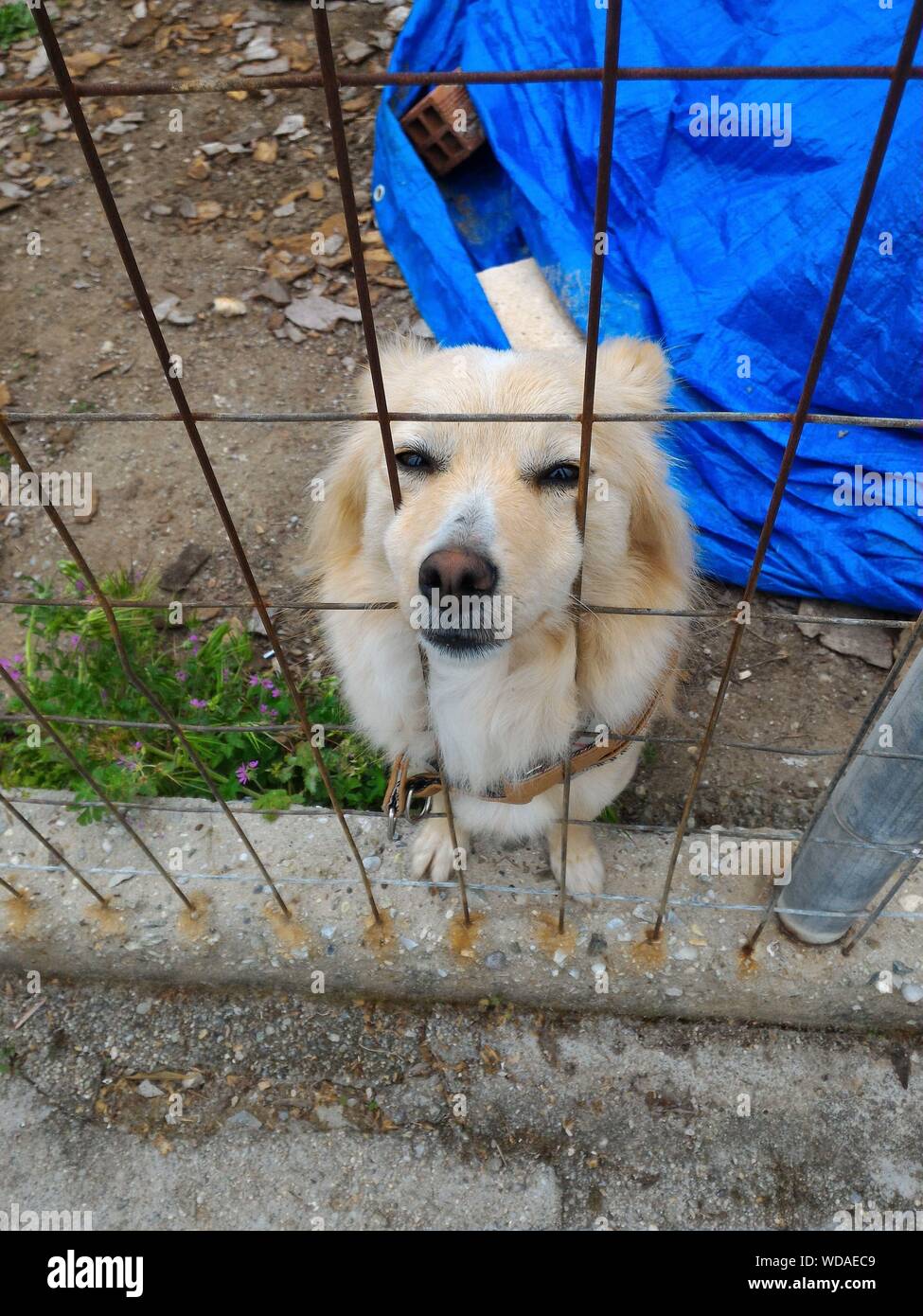 Dog looking through fence hi-res stock photography and images - Alamy