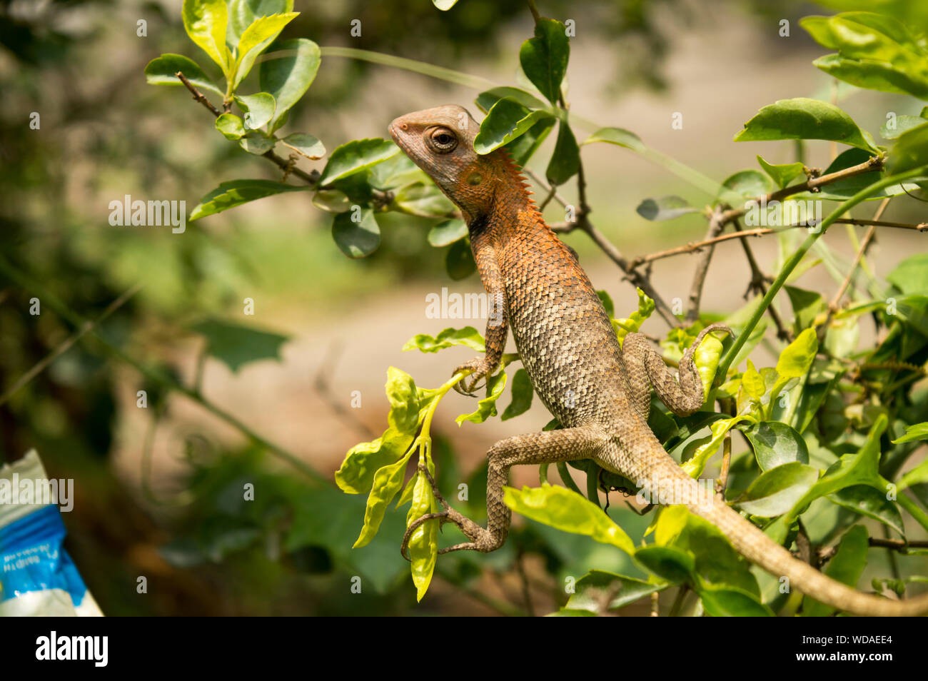 View Of A Lizard On Branch Stock Photo - Alamy