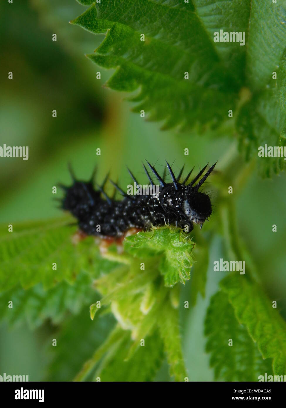 Spiky animals hi-res stock photography and images - Alamy